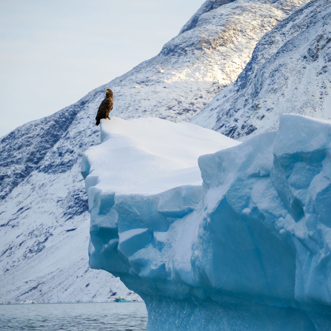 Raw Arctic