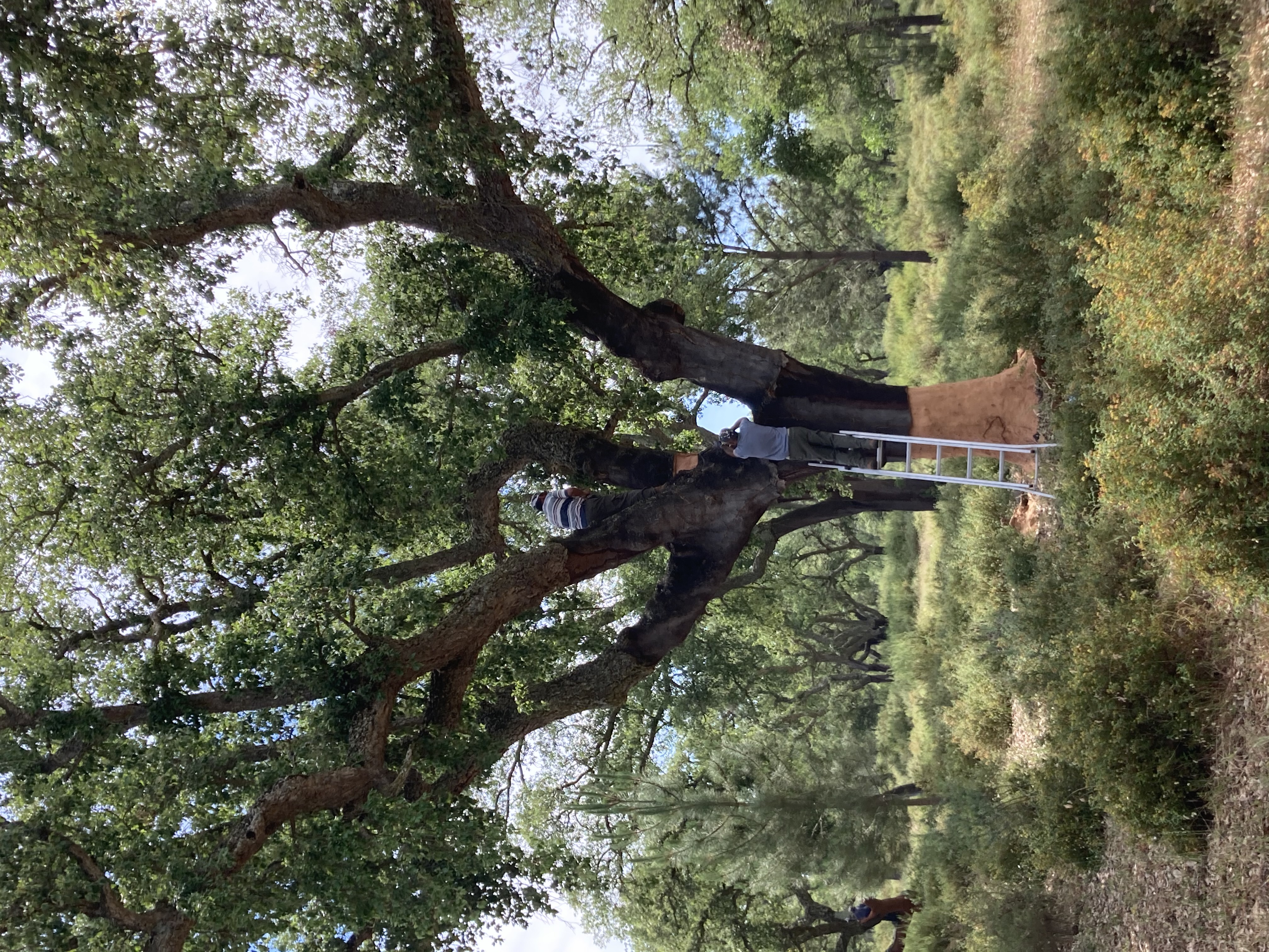Cork Museum | Quinta da Várzea